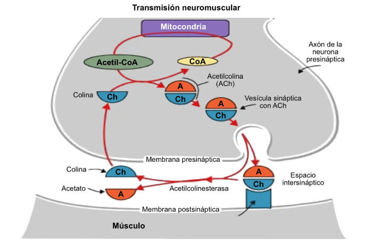 transmision-neuromuscular-1000 – Anestesiología Mexicana en Internet